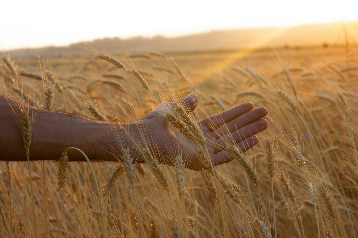 How To Understand Wheat Front Month Futures Trading With An API | by ...