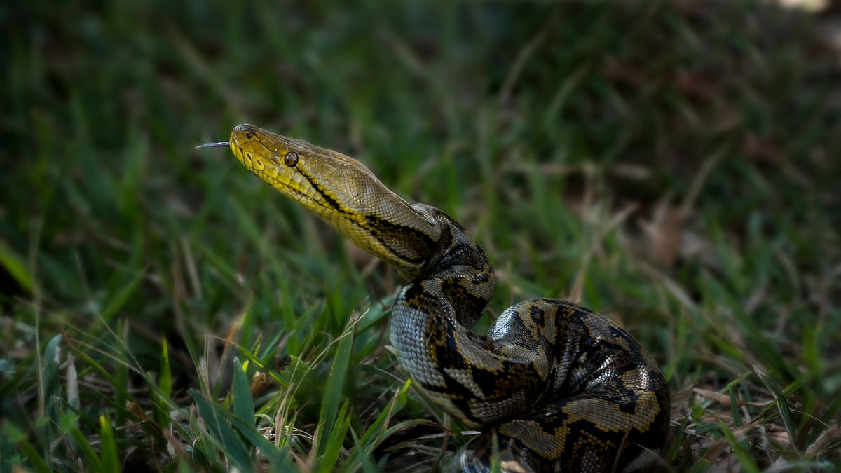 What Is Brython I Deep Love For Python And Javascript By Rajdeep Singh Frontend Web Medium
