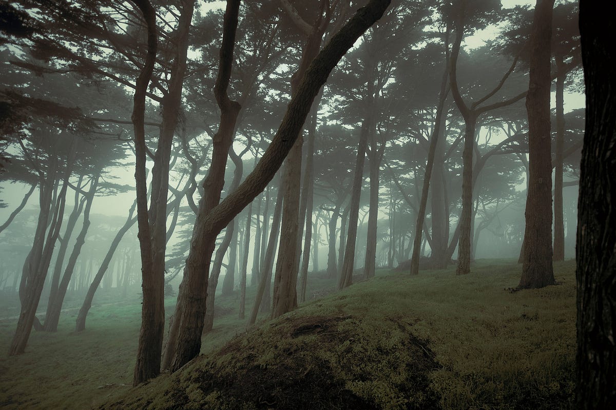 Creative Writing. The Trees Share No Secrets | by Chelsea Batchelder ...