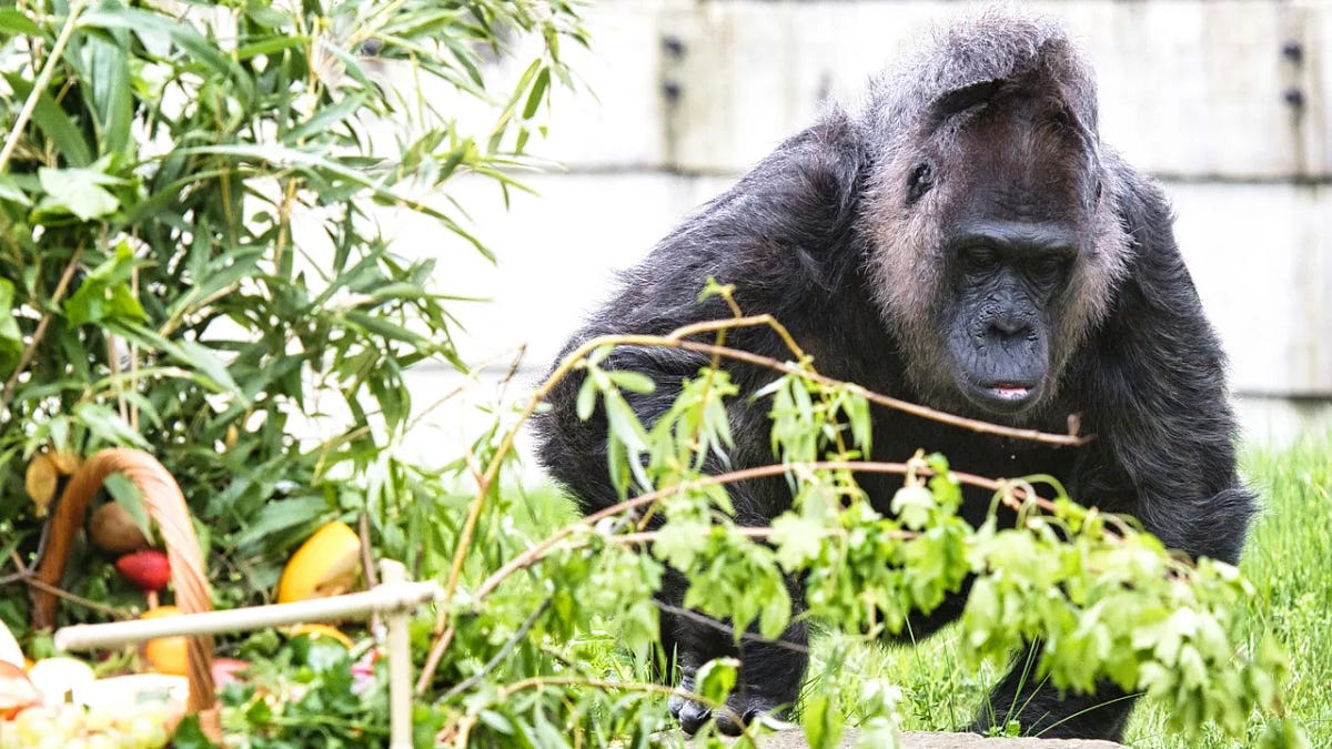 World’s oldest known gorilla turns 67 at Berlin Zoo | by Umar Asif ...