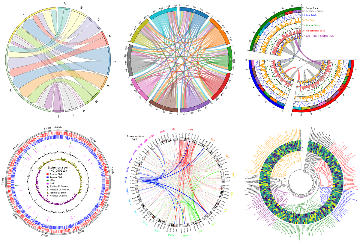 Mastering Circular Visualization in Python with Pycirclize | by Ravi | Python ️ | DataDrivenInvestor