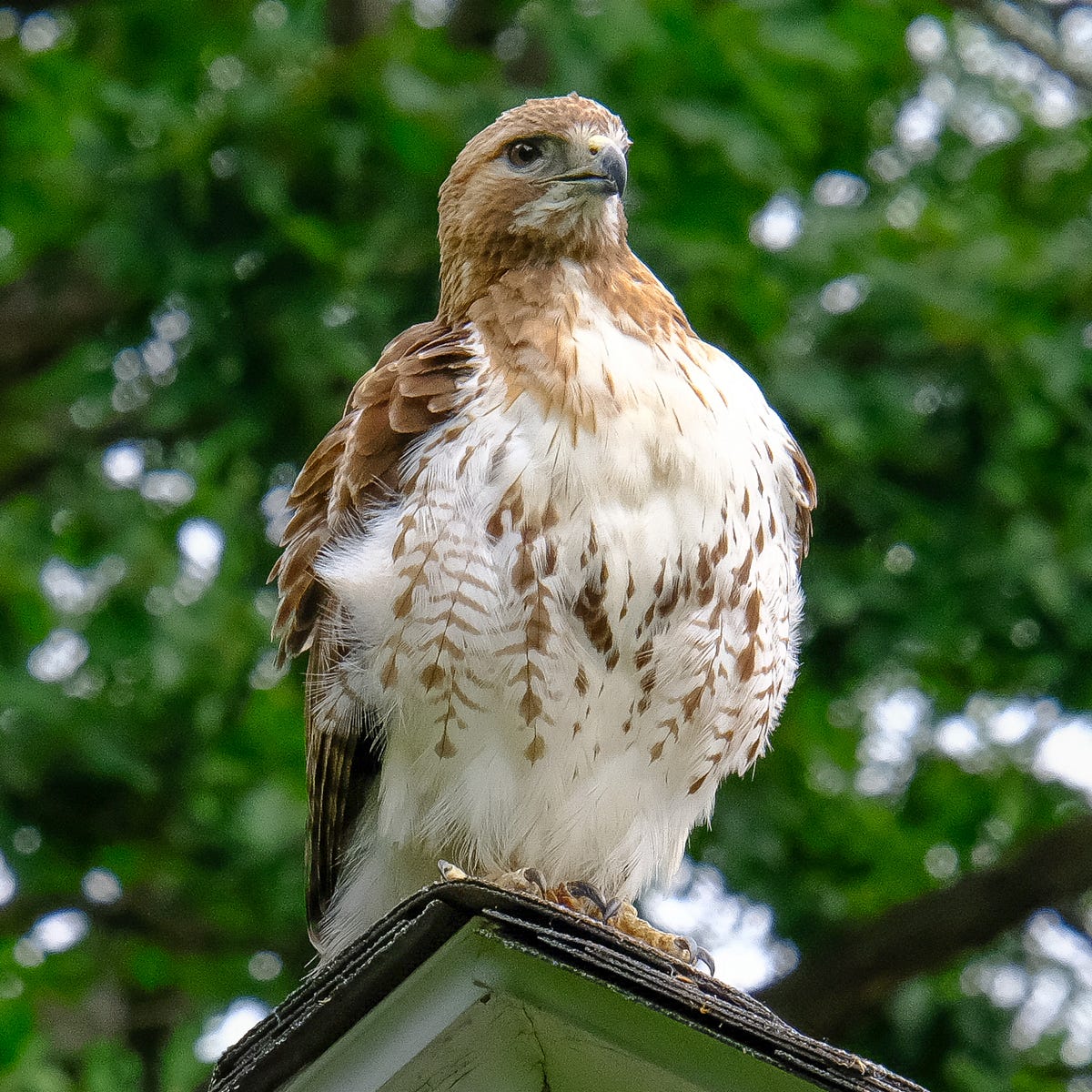 The Words of the Hawk. A Poem | by Alan Henley | Scribe | Jun, 2023 | Medium