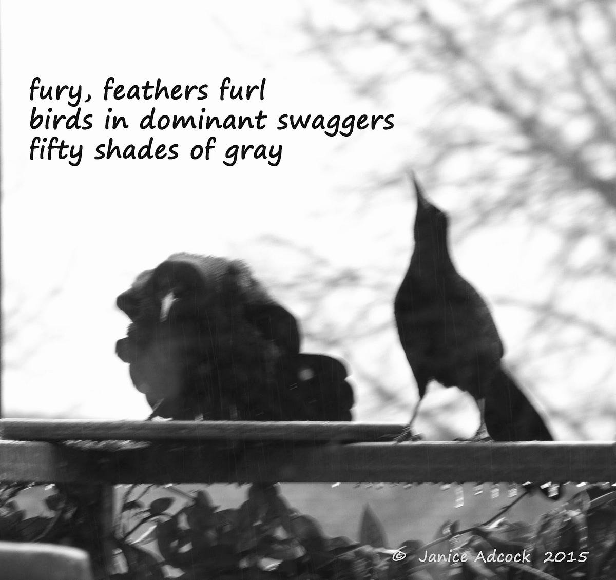 I Got Nothing. bird feathers | by Janice Elaine Adcock | Medium