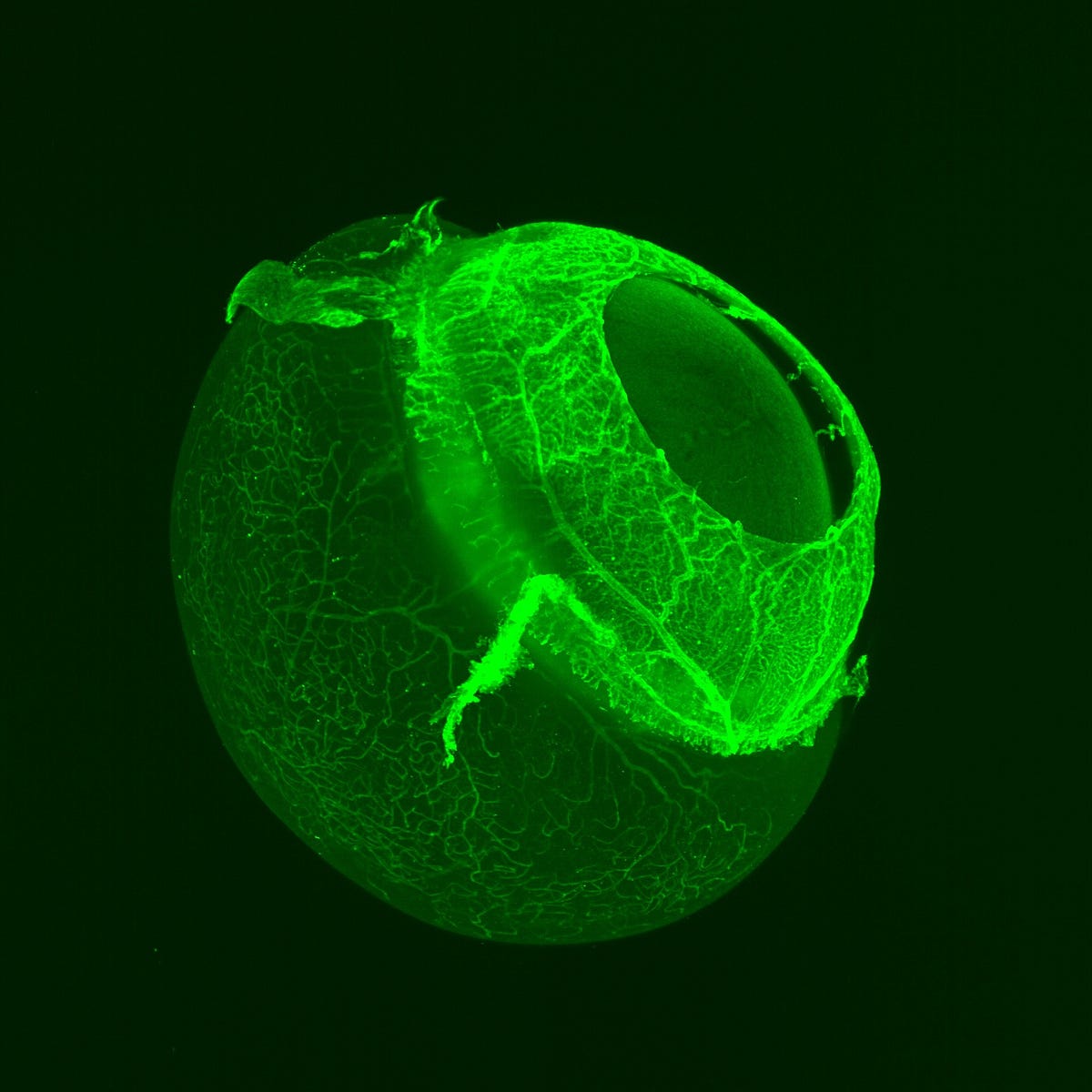 3D-imaging set to bring new insights to eye disease | by eLife | Life’s ...