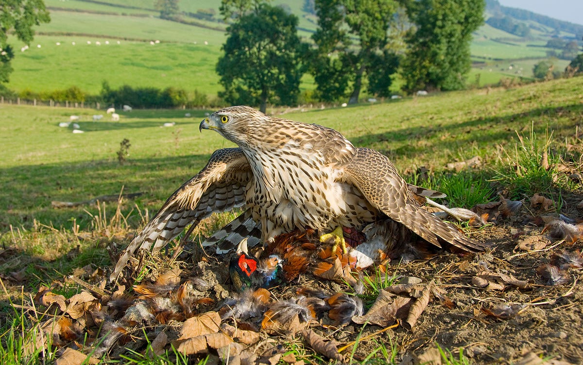 Nature writting. Nature does not care | by #francian liy | Medium
