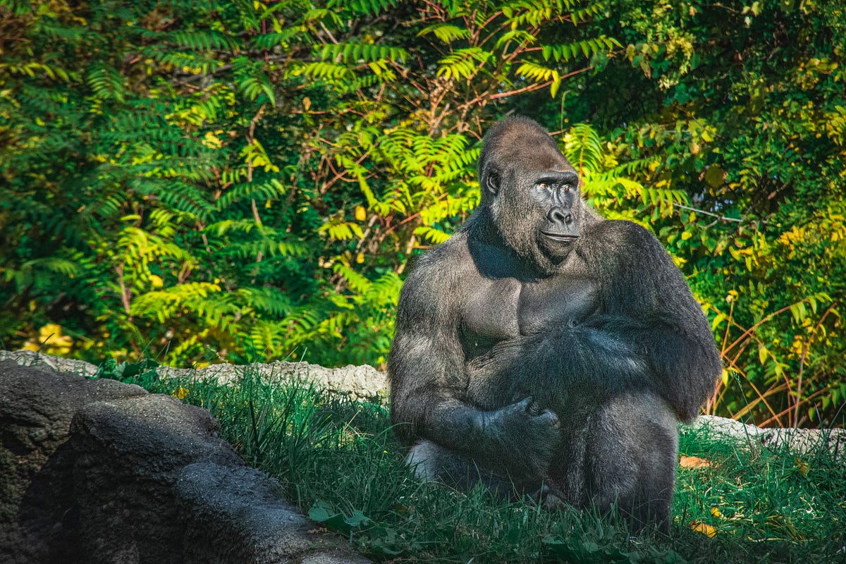 The Untangled Web of Disney’s Frozen: Is Tarzan Part of the Family ...