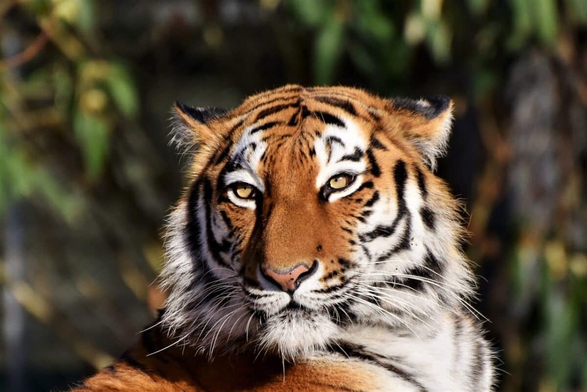 Largest Wild Tiger Ever Recorded on Video | by Animals Around The Globe ...