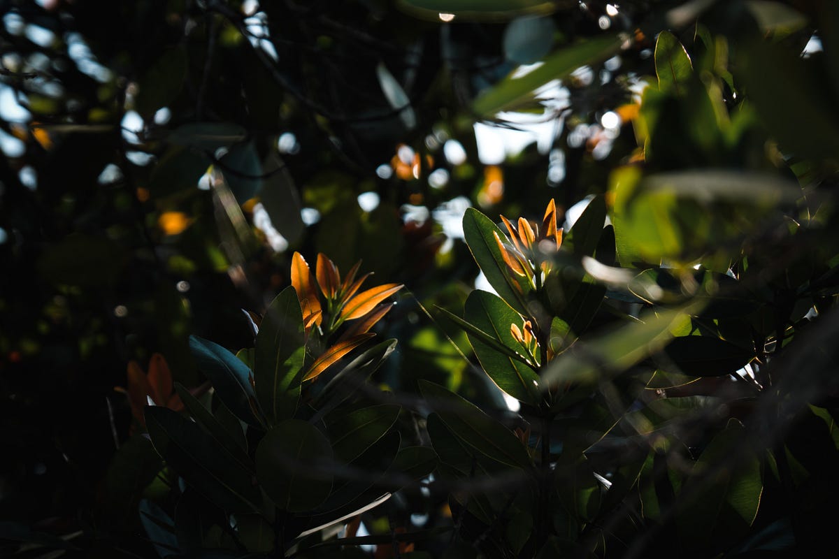 Jamaican Flowers Bloom. A throng of minuscule bright white… | by Erica ...
