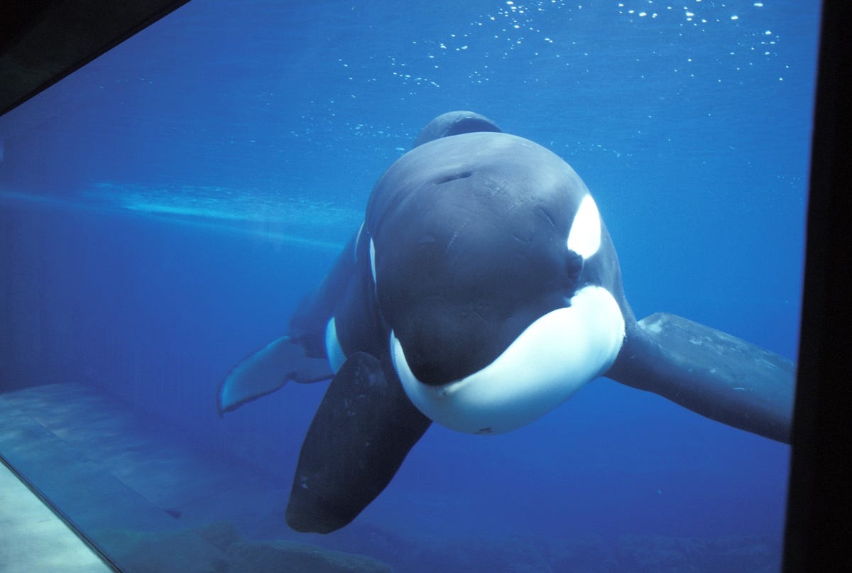 The real story of Free Willy — Keiko | by Lailaa | Medium