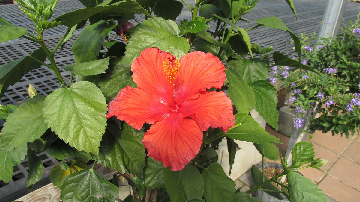 Hibiscus Propagation for Beginners | by Duston McGroarty | Grower ...