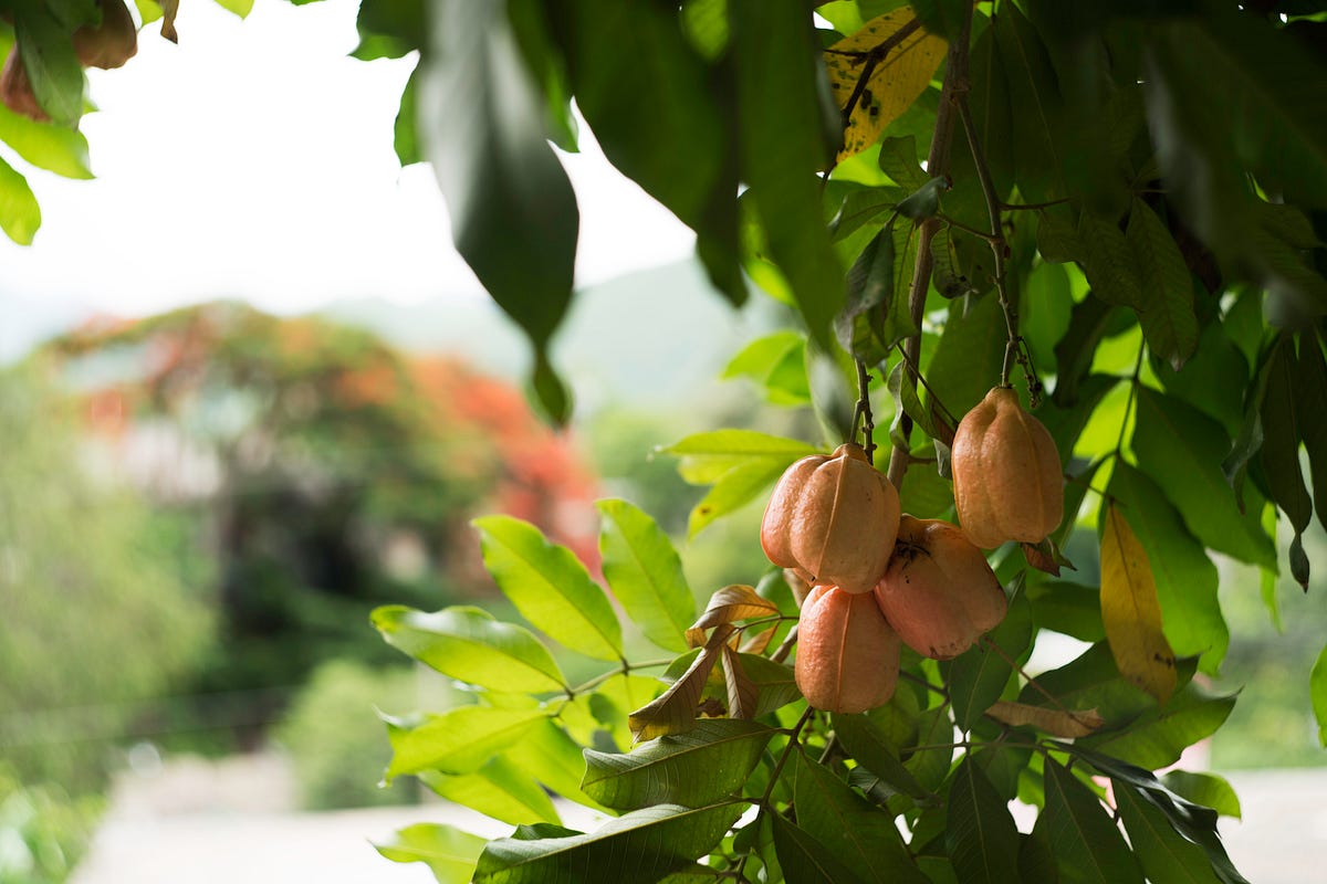 A Pecan Haiku - The Storyteller’s Vault - Medium