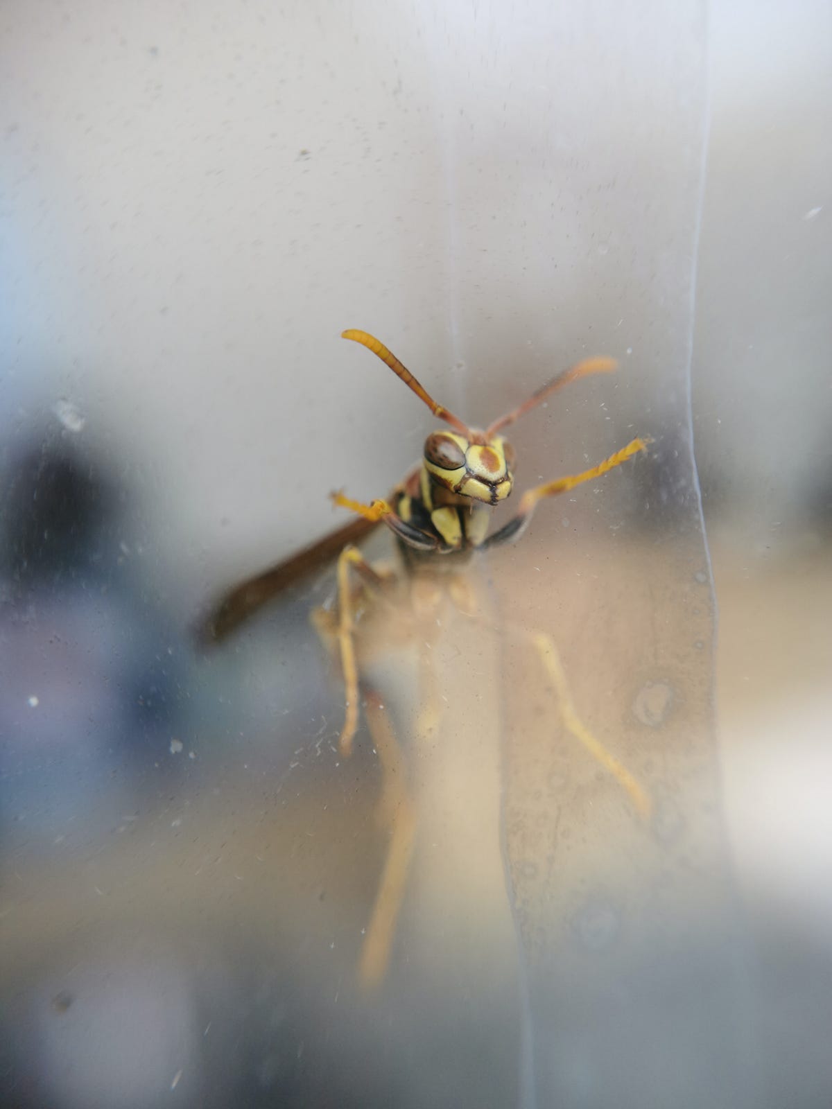 Quickfire Poems #1: Cat and Wasp - Quickfire Poems - Medium