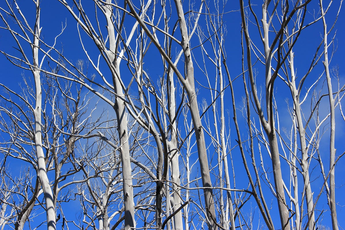 Lessons we can learn from Bare Trees | Medium