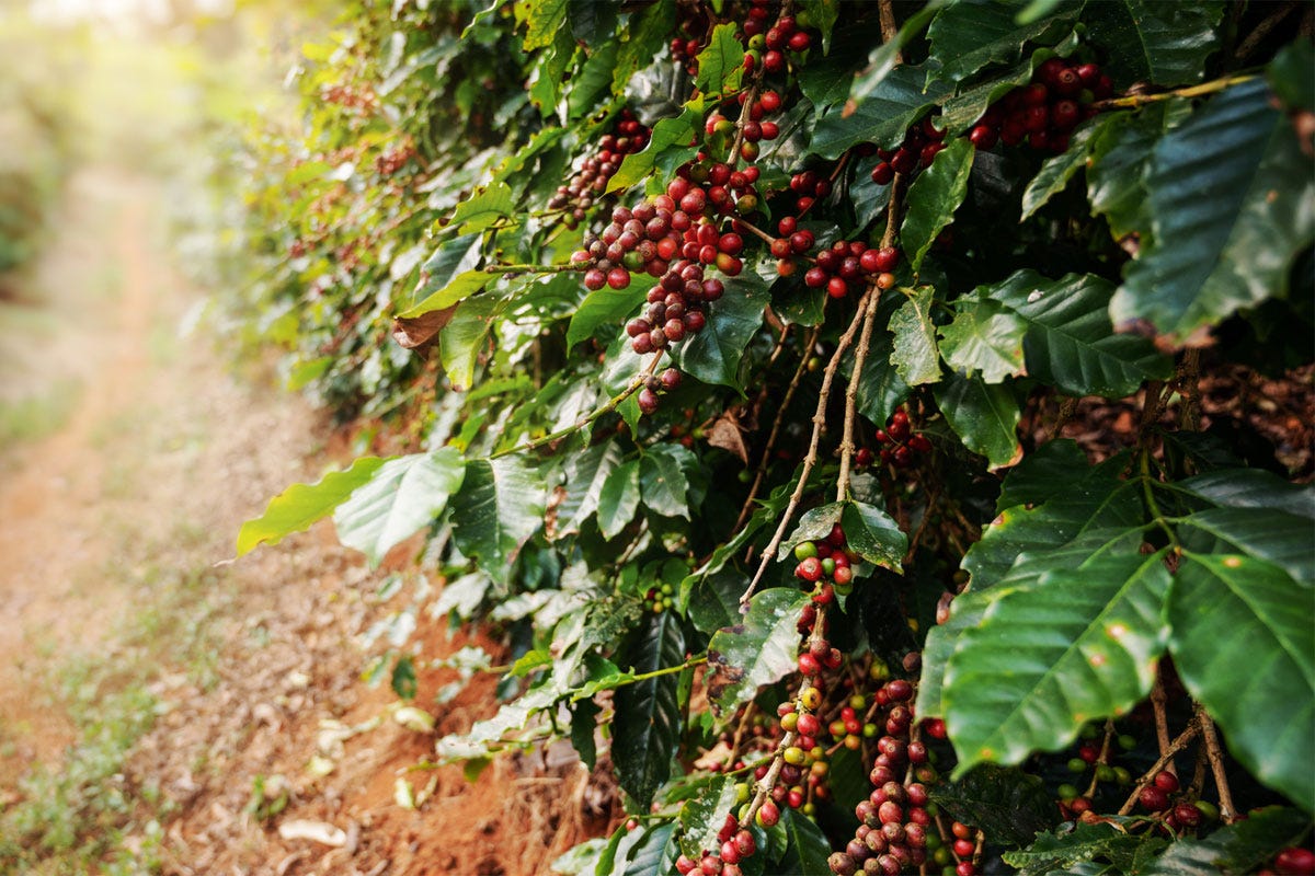 Examining the place of Arabica Washed Coffee Beans within the Coffee ...