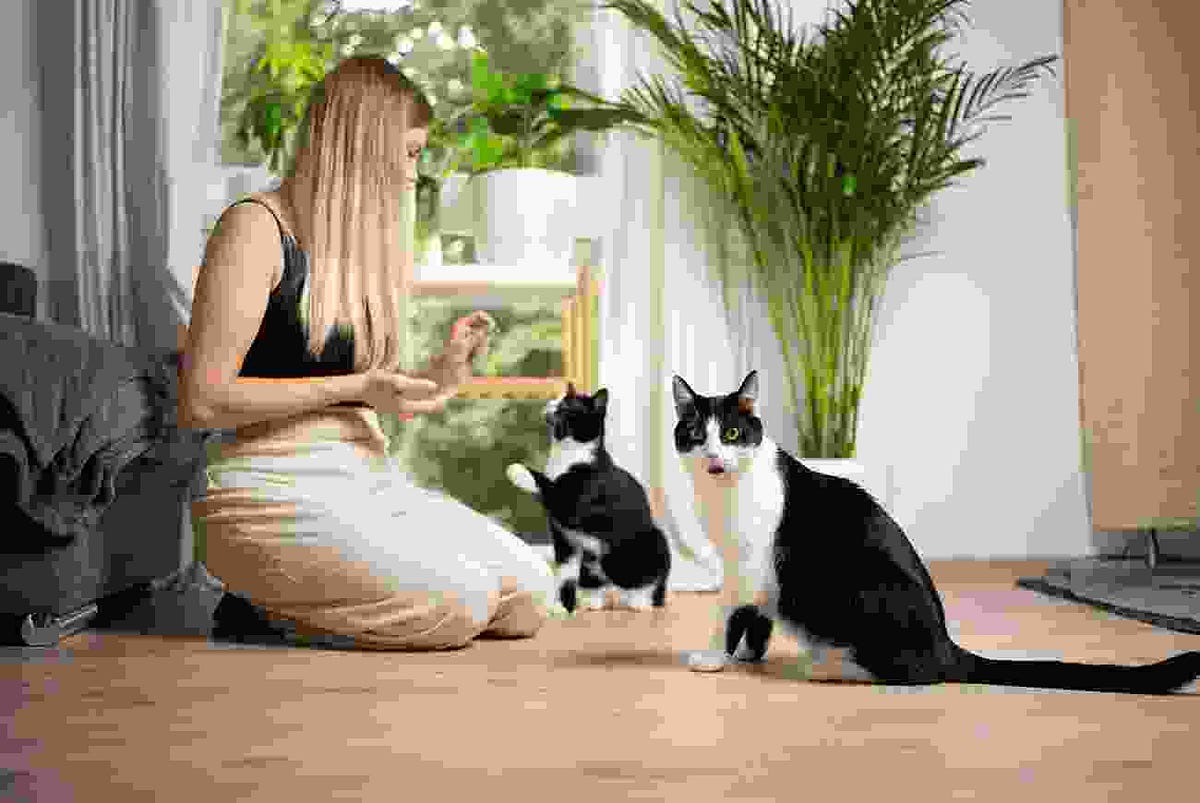 Understanding Risk Factors: How Your Cat’s Lifestyle Impacts Their Health and Well-being | by ...