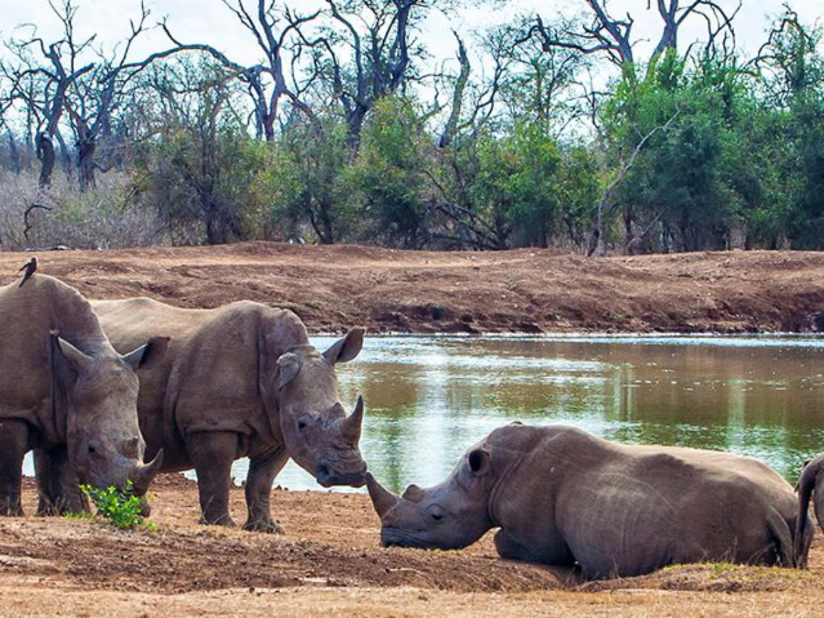 Endangered Species Spotlight: The Javan Rhino | by Animal Awareness ...
