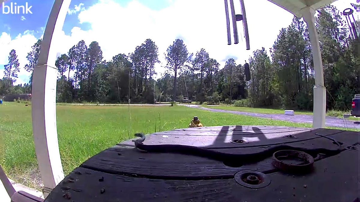 Snake Slithering Caught on Blink Camera | Doorbell Camera Video ...