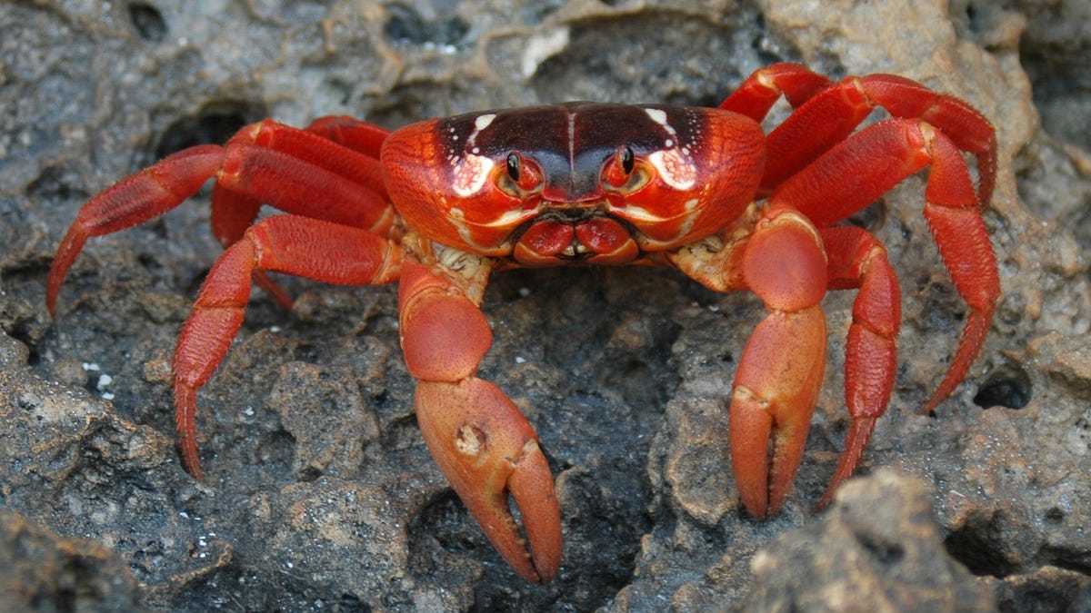10 Fascinating Crab Species Living in Charleston’s Salt Marshes and ...