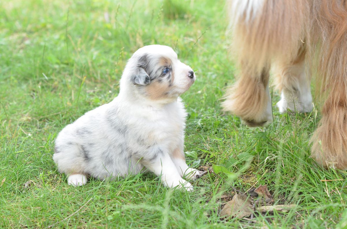 Berger australien — Races de chiens — Tout ce que vous devez comprendre ...