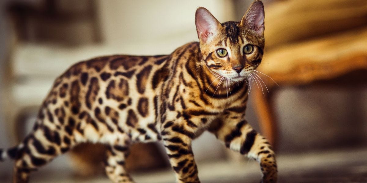 The Majestic Bengals: A Closer Look at the Striking Beauty and Athletic ...