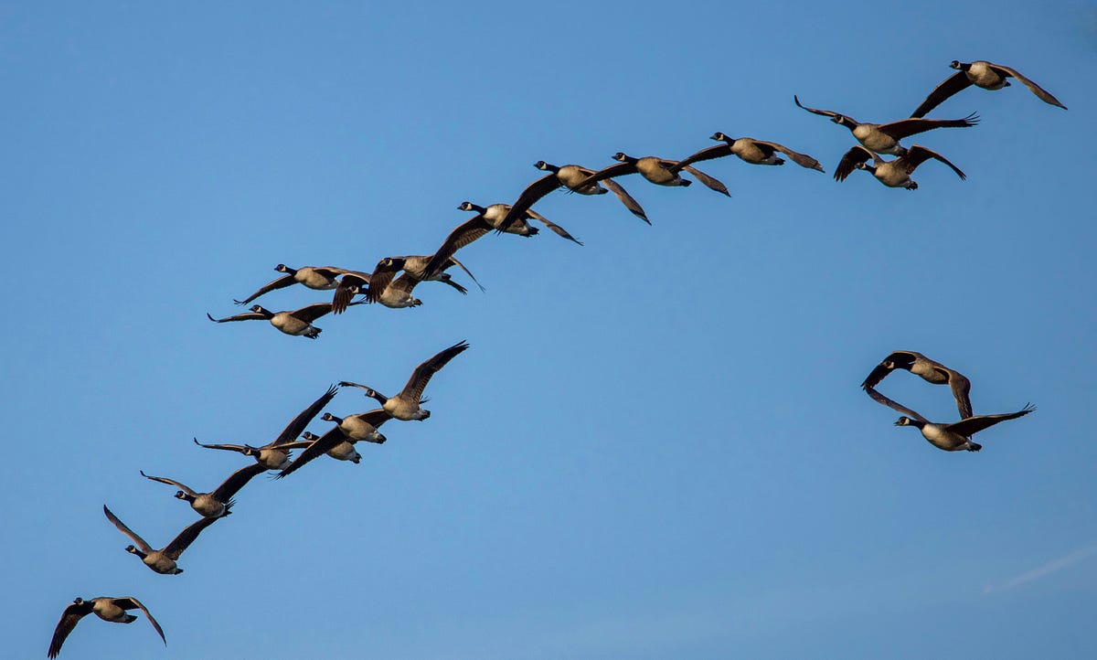 The Return. The geese are back, soaring in V-shaped… | by Nalini MacNab ...