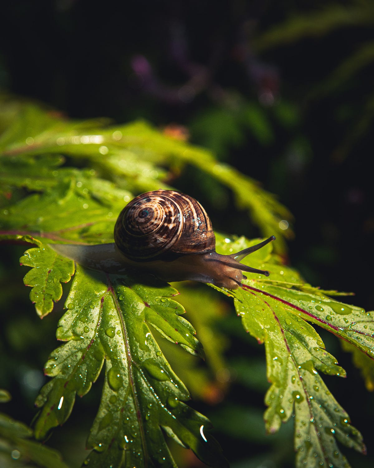Snails 101: Blurring the Gender Binary and Questioning Gender Roles ...