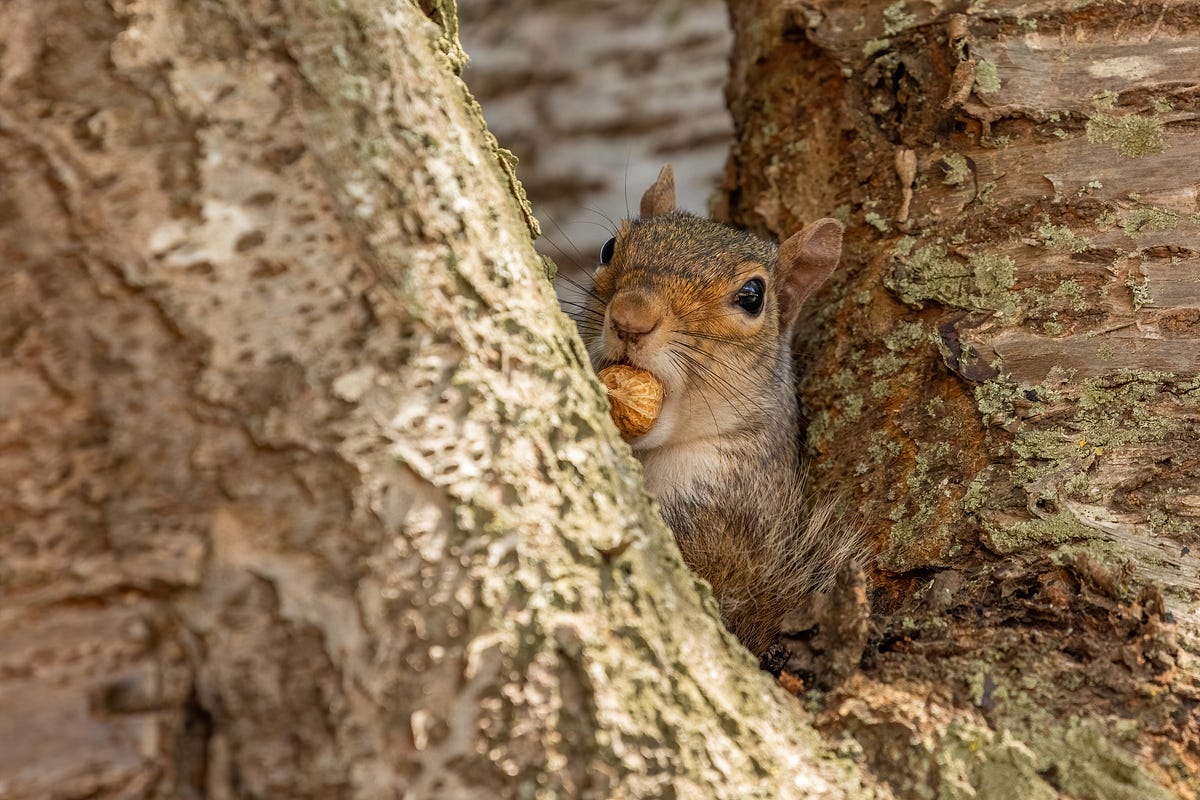 Life Routine. Like squirrels, we gather around us… | by Erica Donaldson ...