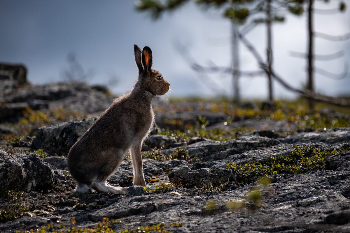 The Hare. unafraid but aware | by Ben Human | Scrittura | Oct, 2023 ...