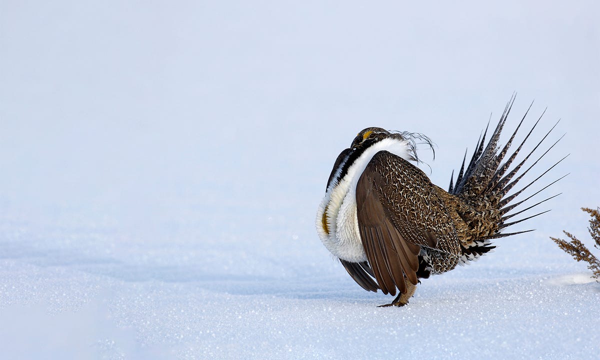 What the Senate Can Do for Imperiled Wildlife | by Defenders of ...