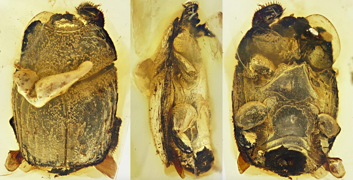 An ancient imposter. Meet the 99-million-year-old beetle… | by eLife ...