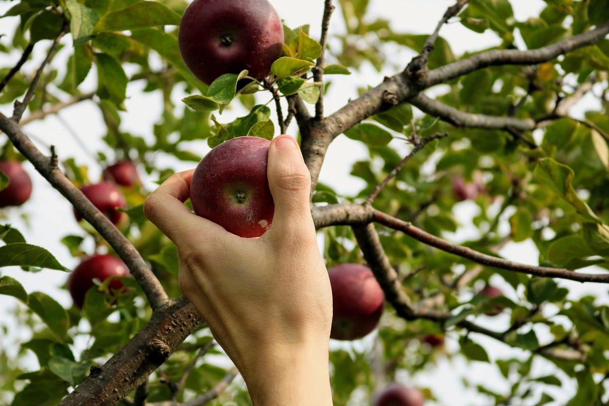“When to Pick Low-Hanging Fruit”. You’ve heard the phrase “low-hanging ...