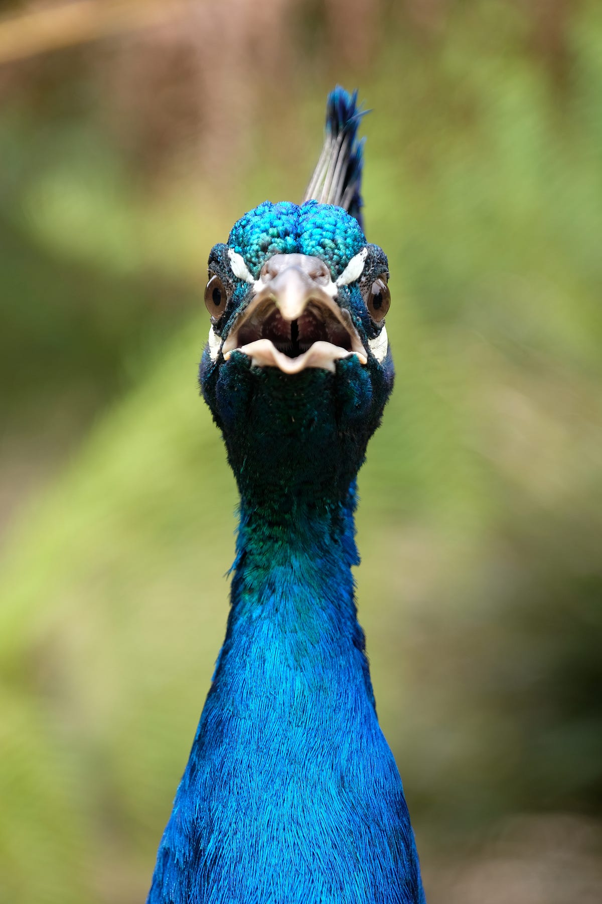 Ever Been Mad as a Peacock?. May Mania #17 What’s something that… | by ...