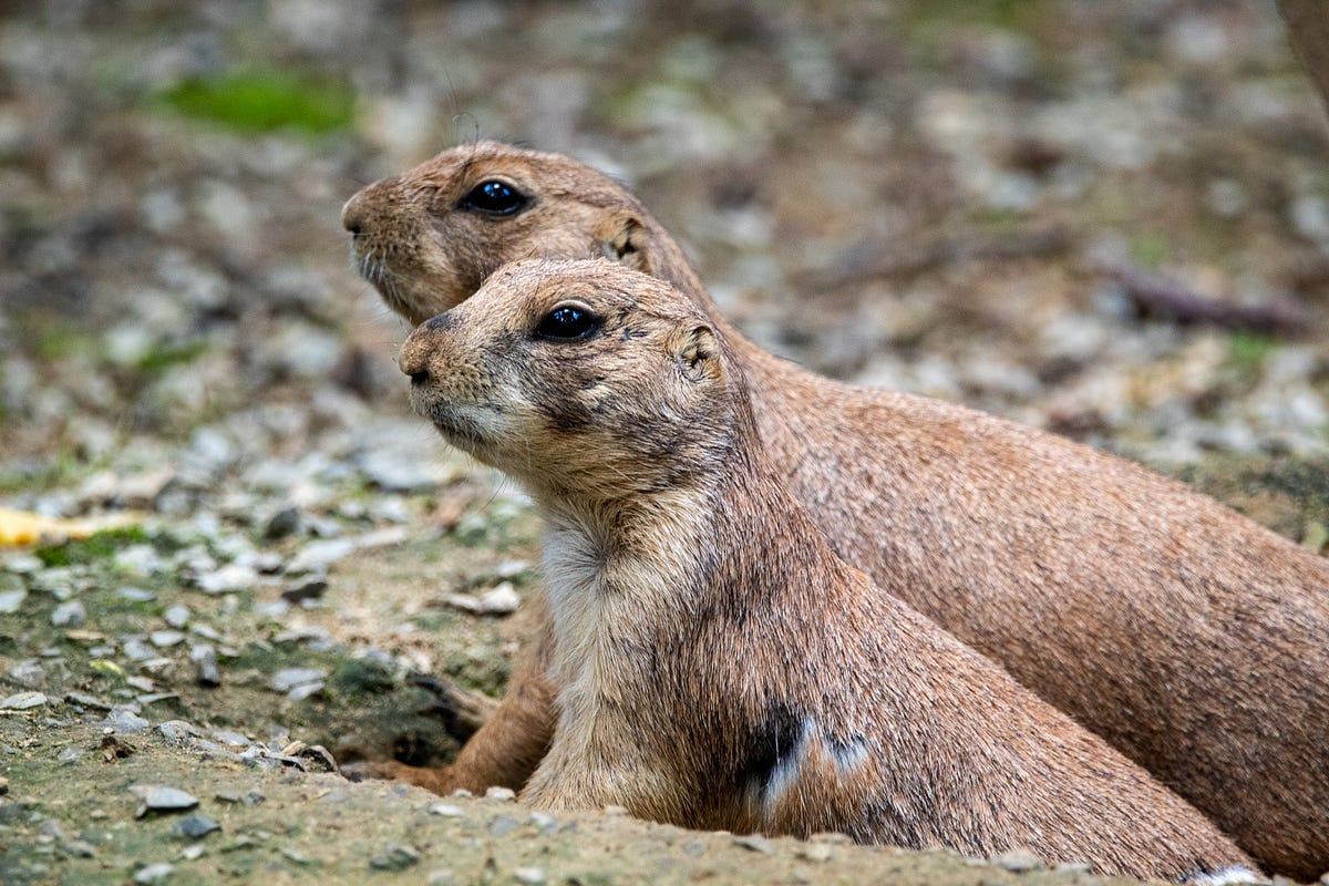 Quiz — How Much Do You Know About Prairie Dogs? | by Marcus Musick ...