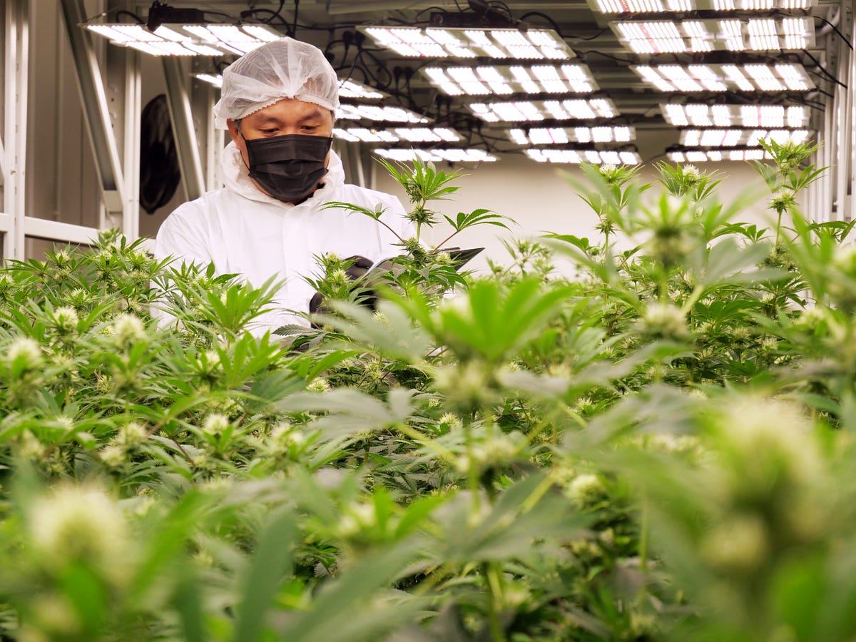 How to Use CBD Oil for Cancer Treatment | by Medical CBD Thailand | Aug, 2024 | Medium