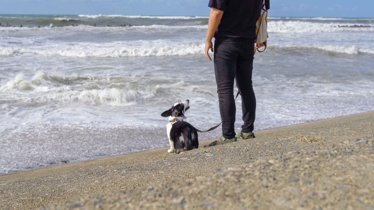 Mooi’s First Long Journey Part4. On our last day, we groggily… | by ...