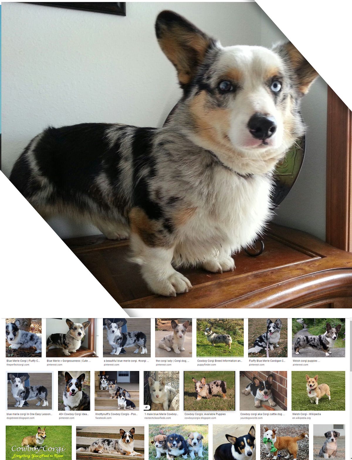 Blue Merle Pembroke Corgis