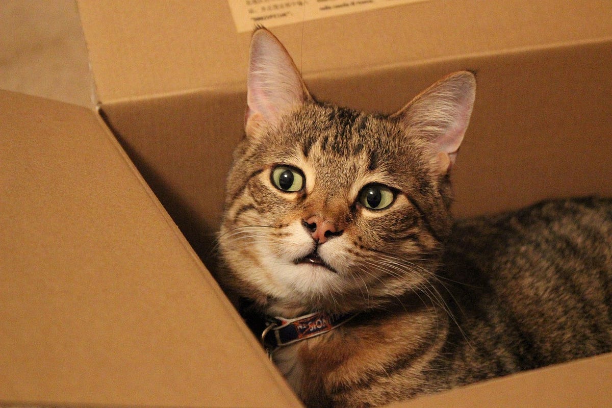 Kucing Schrödinger - Arter Tendean - Medium