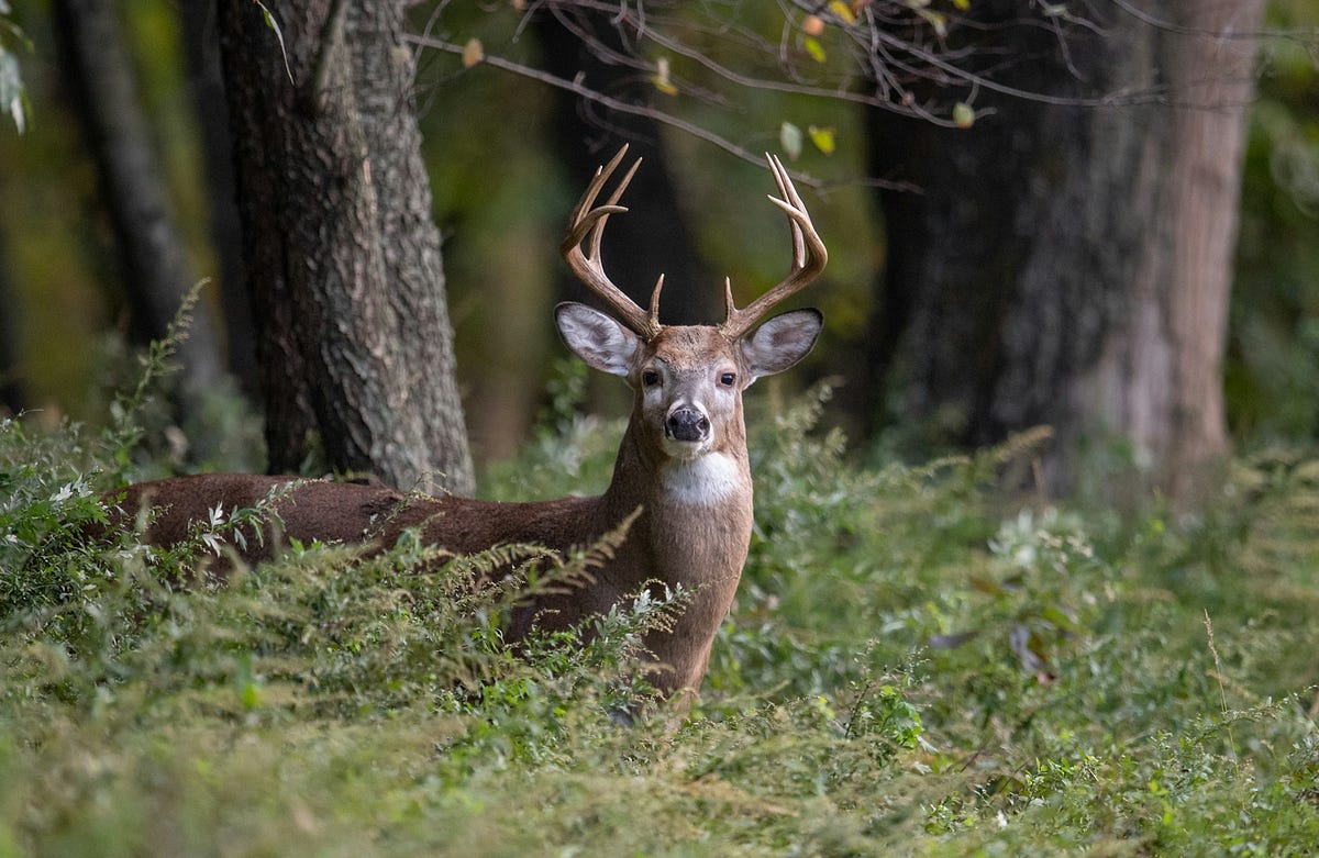 Michigan Deer Harvest Surge in Firearm Season’s First 10 Days — Sanilac ...