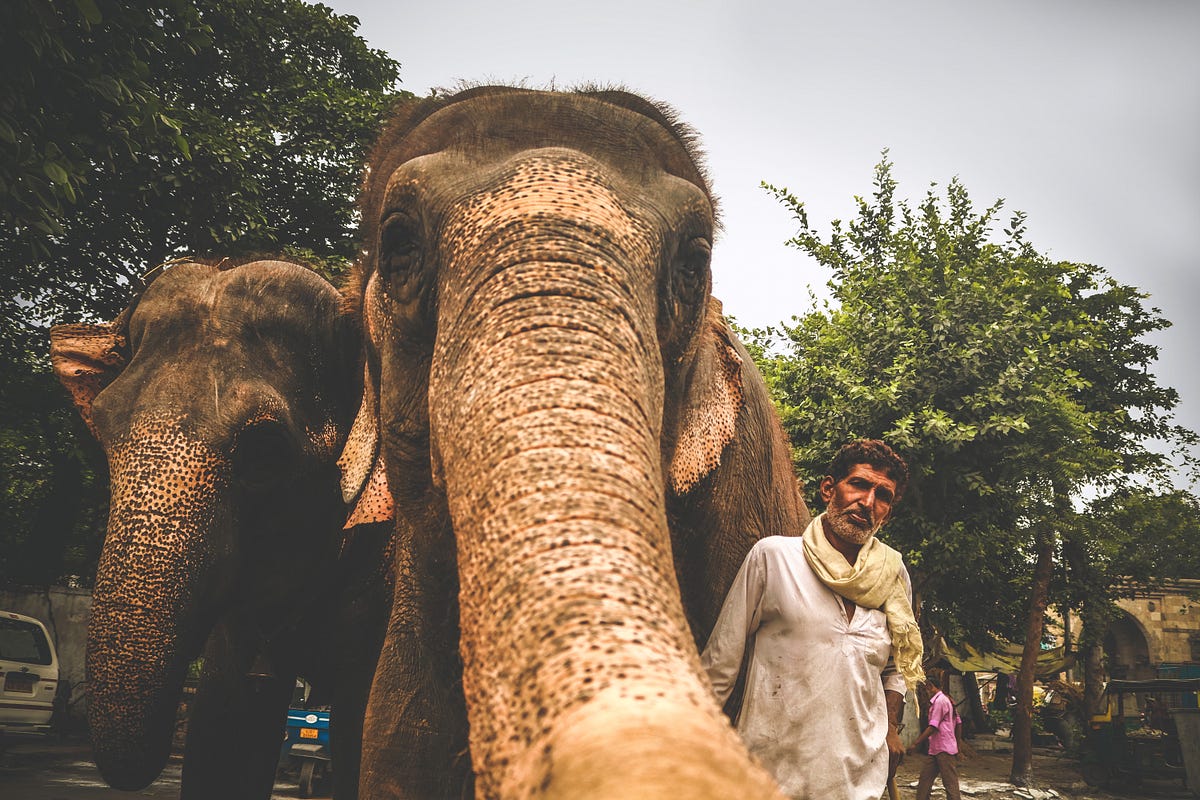 Coexisting in Harmony: A World of Humans and Animals | by PlotChaser ...