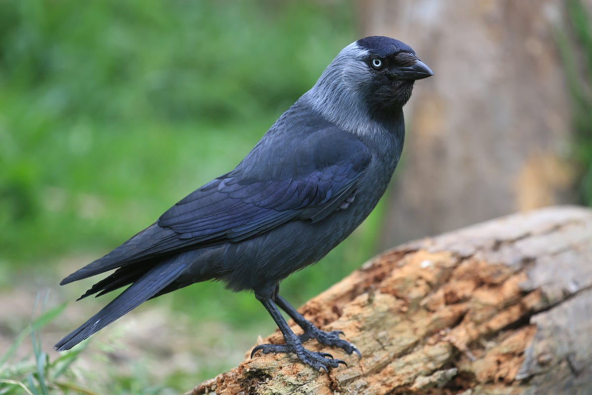 The Jackdaw. #NatPoWriMo Poetry Response Day 25 | by Lisa Bolin | The ...
