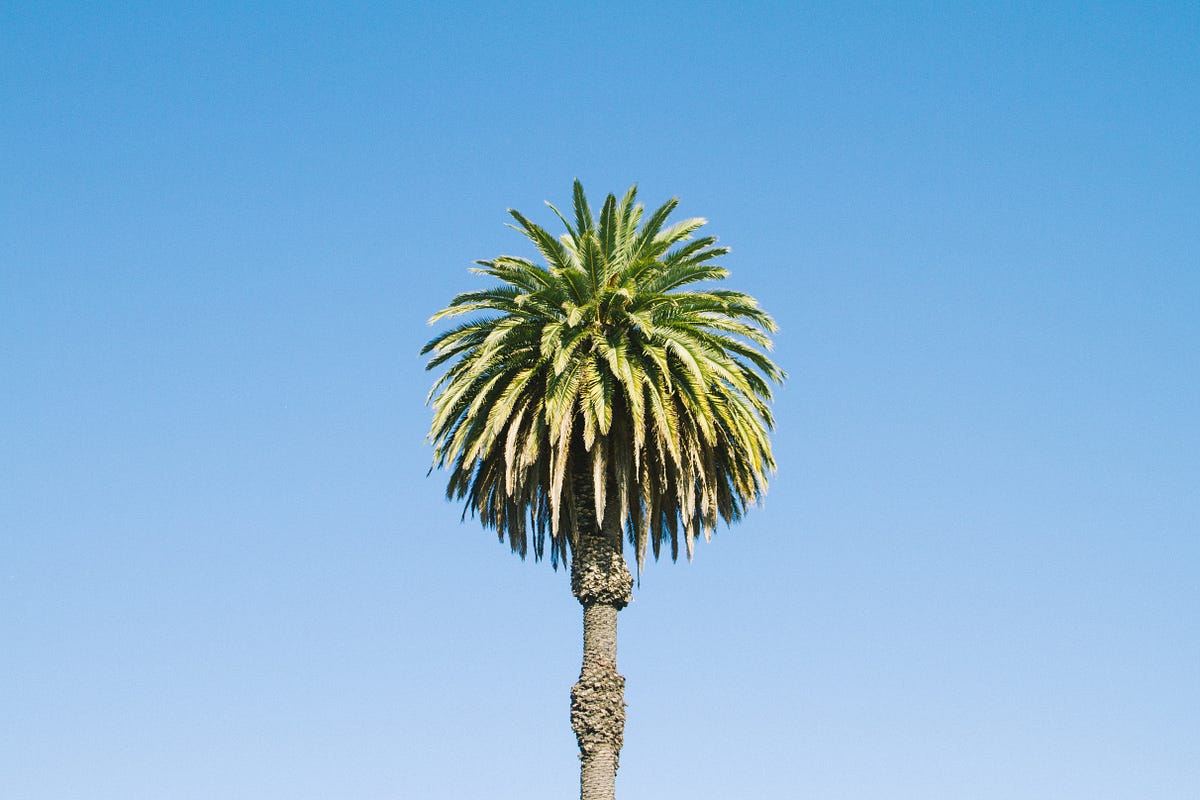 Subtropical Climate. Subtropical climate refers to the… | by İklim İçin ...