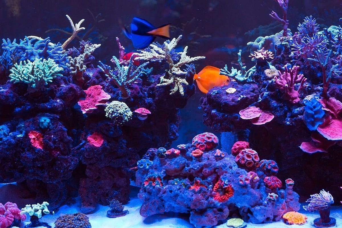 Popular Indoor Hobbies for Nature Lovers To Try | by Christine Field ...