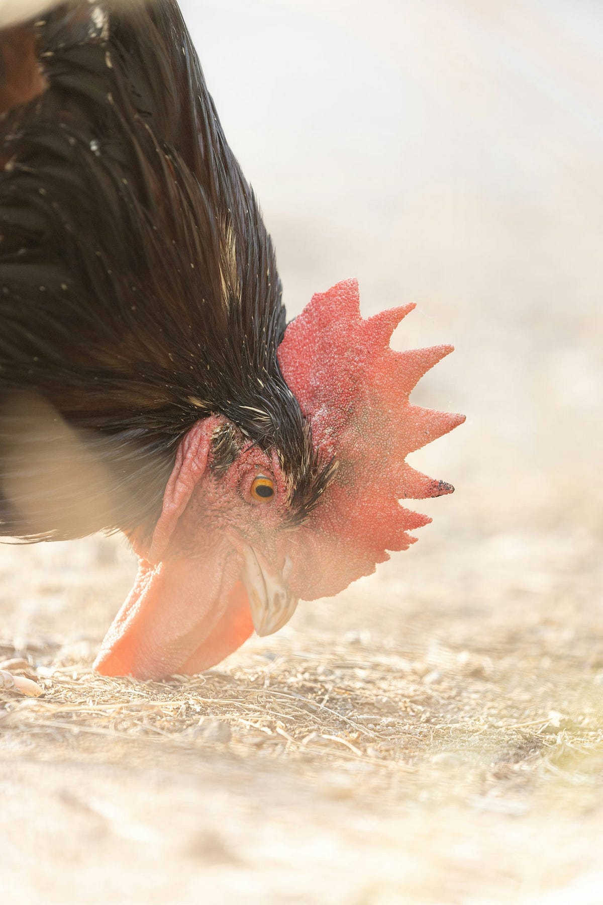 How we discovered the meaning of real food on a Smallholding in the ...