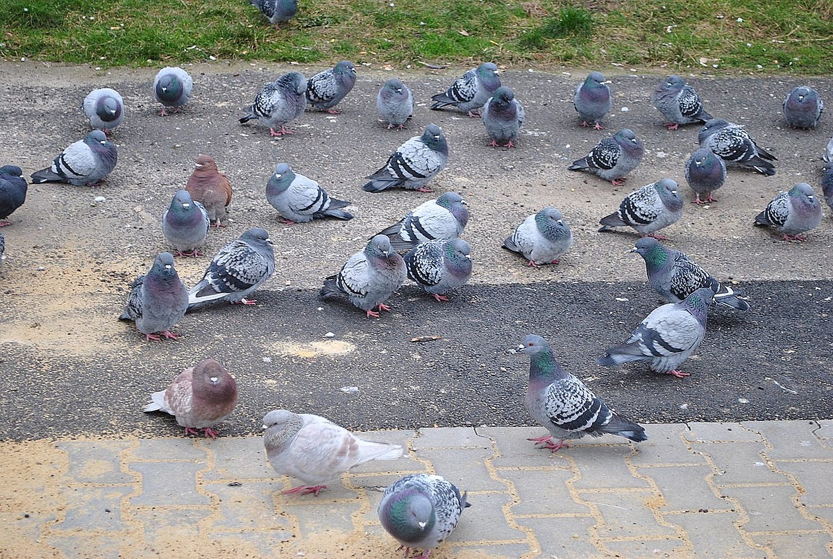 Pigeons Beware, Pigeons Prevail. History of pigeon population control ...
