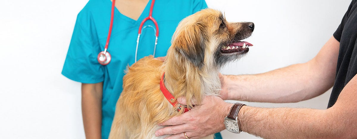 What Are the Benefits of Regular Vet Check-Ups for Your Dog? 🐕 | by ...