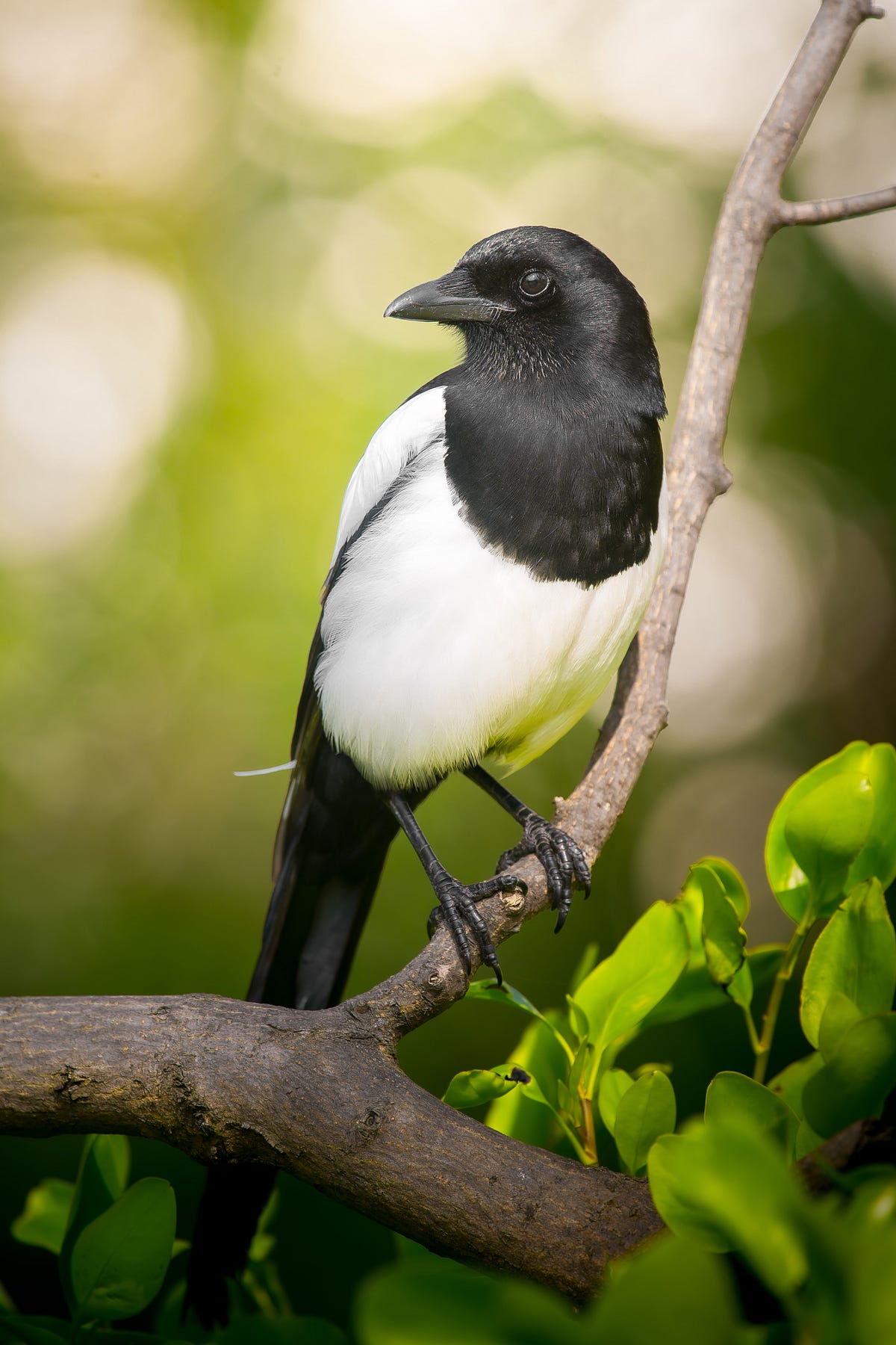 On Seeing A Single Magpie Or Three Or Five | by Marc Barham | Rainbow ...