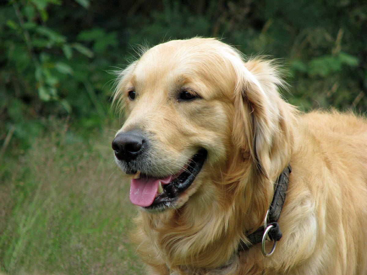 Which Dog Breed is Right For You? — Doggie Desires | by Doggie Desires ...