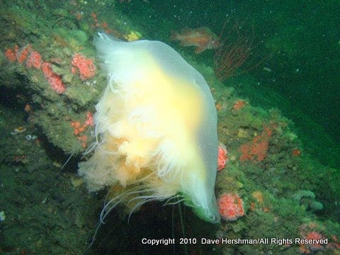 REEF Survey on Scripps Canyon/La Jolla Cove | by Michael Bear | Rapture ...