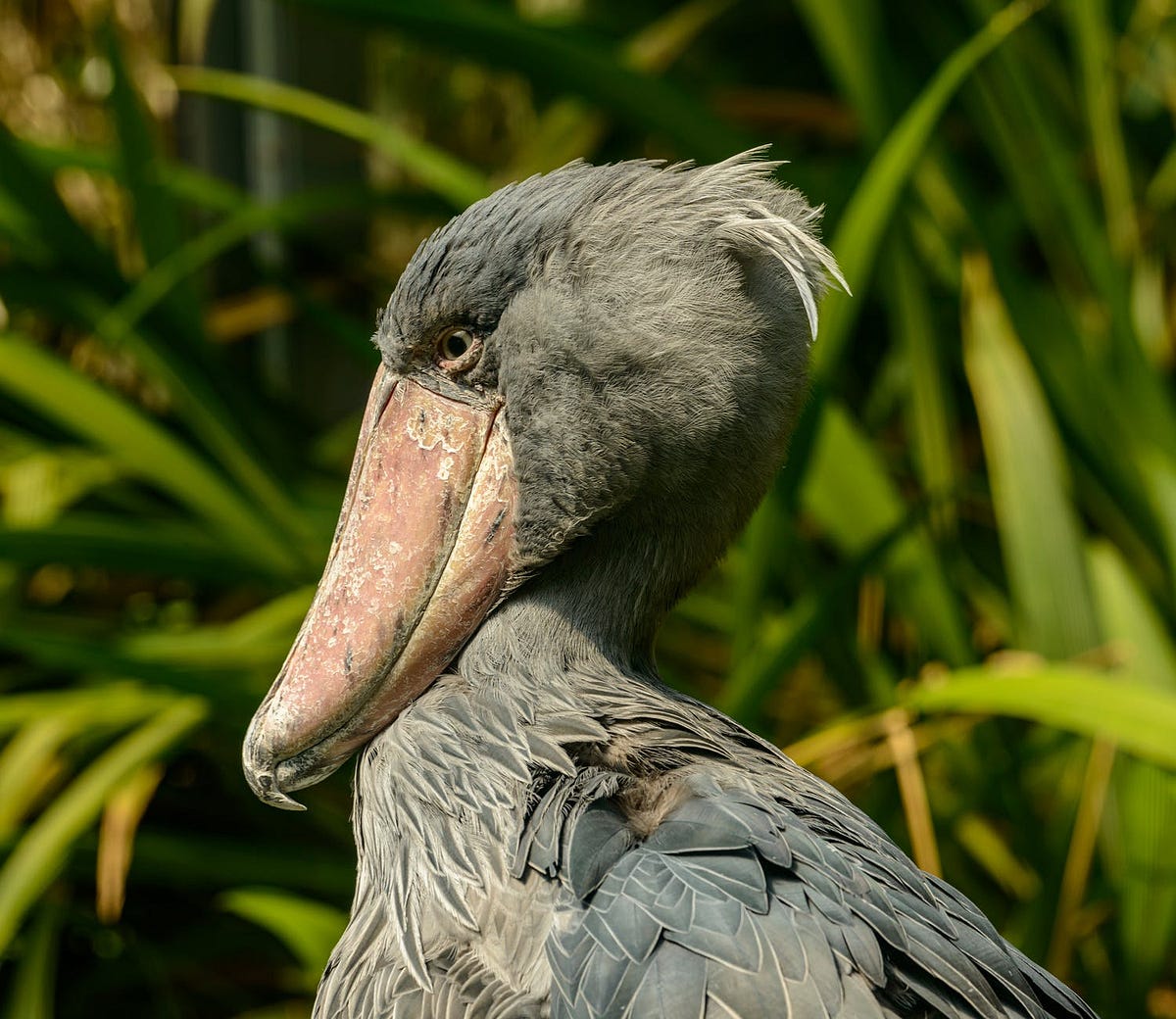 Shoebill: The Death Bird. Check out more at… | by My Biology Experience ...