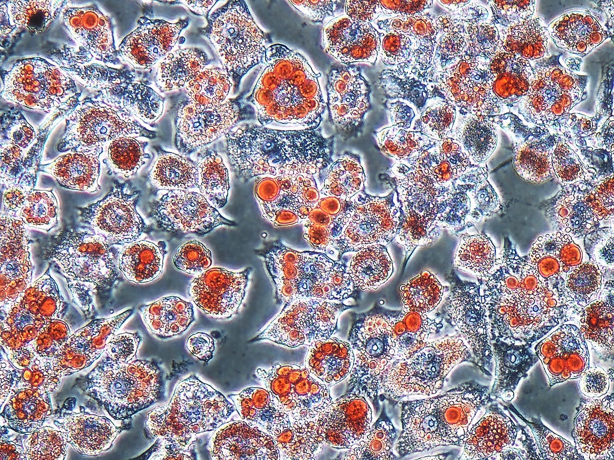 The Virus That Reprograms Your Fat Cells | by Shin Jie Yong, MSc (Res ...